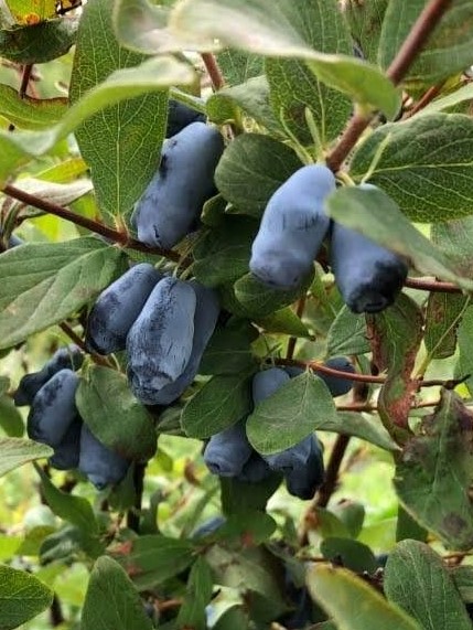 Plants de Camerise - Le Vallon Bleu