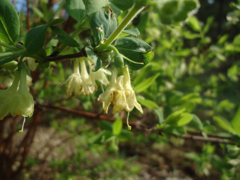 Le Vallon Bleu - Verger de Camerise - Le Vallon Bleu